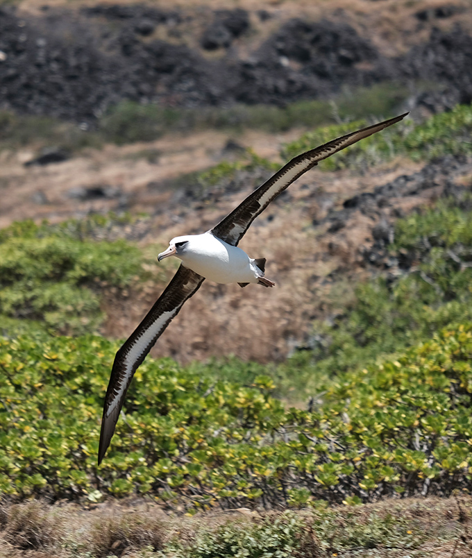 A Laysan albatross soars majestically, showing off that impressive six-foot wingspan like nature's own fighter jet.