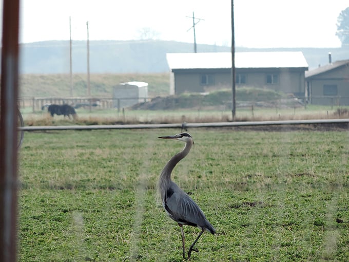 The great blue heron &ndash; nature's statue that occasionally moves. This elegant sentinel has mastered the art of stillness I'm still working on.