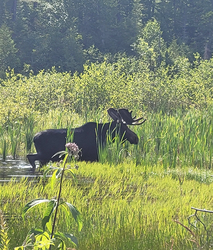 The park's namesake making a rare appearance! This magnificent moose seems to be saying, "Yes, I know I'm photogenic."
