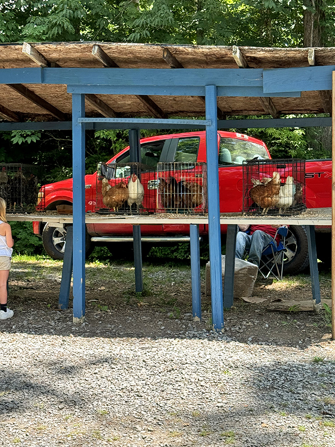 Farm-to-market takes on new meaning with these feathered friends. Rural traditions remain alive at Pence Springs, where practical meets whimsical at every turn.