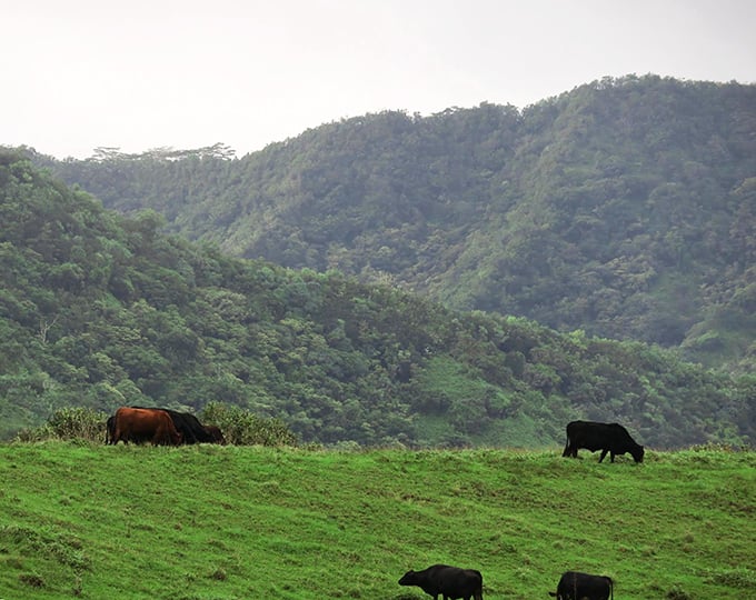 These contented cattle have Hawaii's best office view. If reincarnation exists, I'm putting in my application for "cow in paradise."