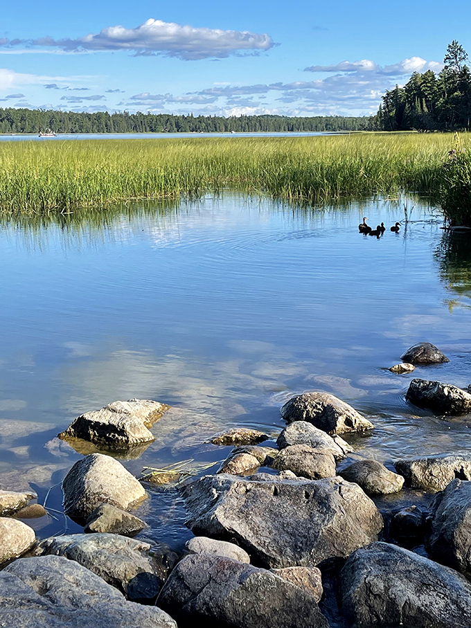 Where wildlife doesn't need an invitation to the party—these coots and rocks create a perfect Minnesota tableau that no filter could improve.