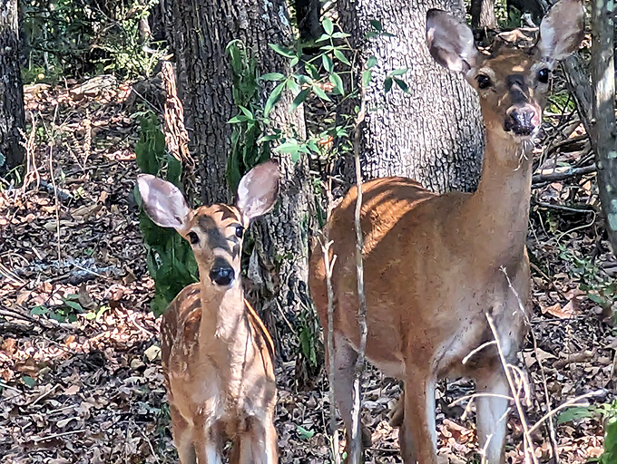 Excuse me, this is our forest. The resident deer of Emerald Park often make surprise appearances, reminding us who the real locals are.
