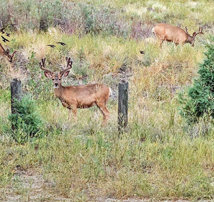 Local residents caught mid-commute. Unlike city traffic, these rush hour participants actually improve the scenery.
