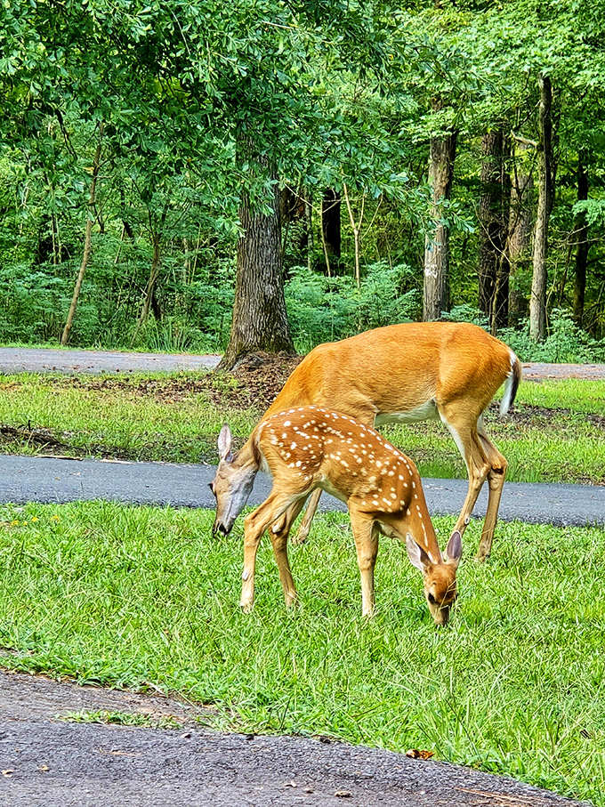 When wildlife casually strolls through like they own the place, because honestly, they were here first and they know it.