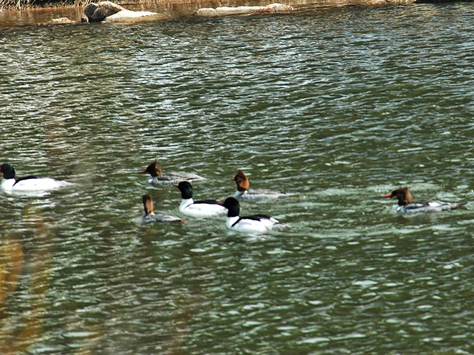 A duck committee meeting in progress. They're definitely discussing how lucky they are to live in such pristine waters.
