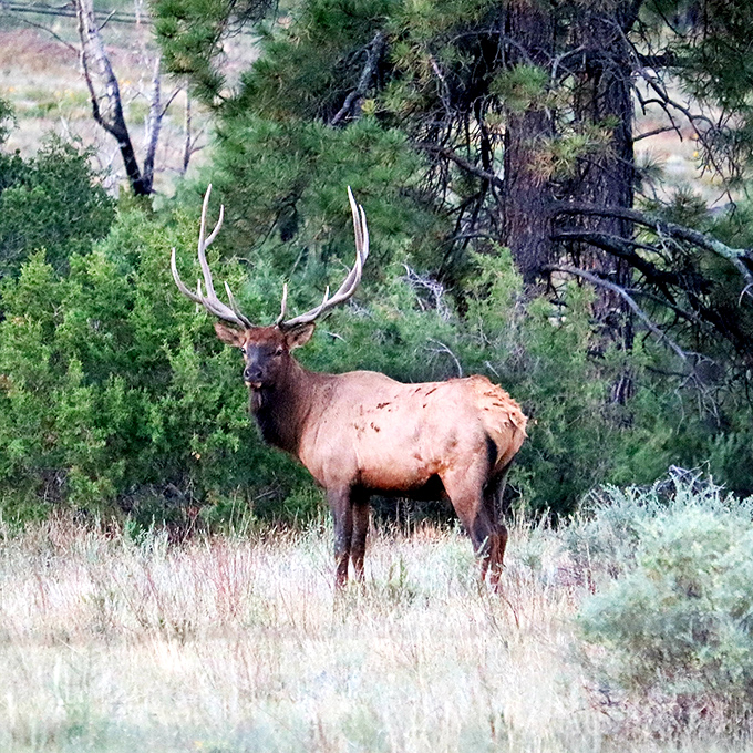 "Excuse me, did you make a reservation?" This majestic elk poses like he owns the place &ndash; and honestly, he kind of does.