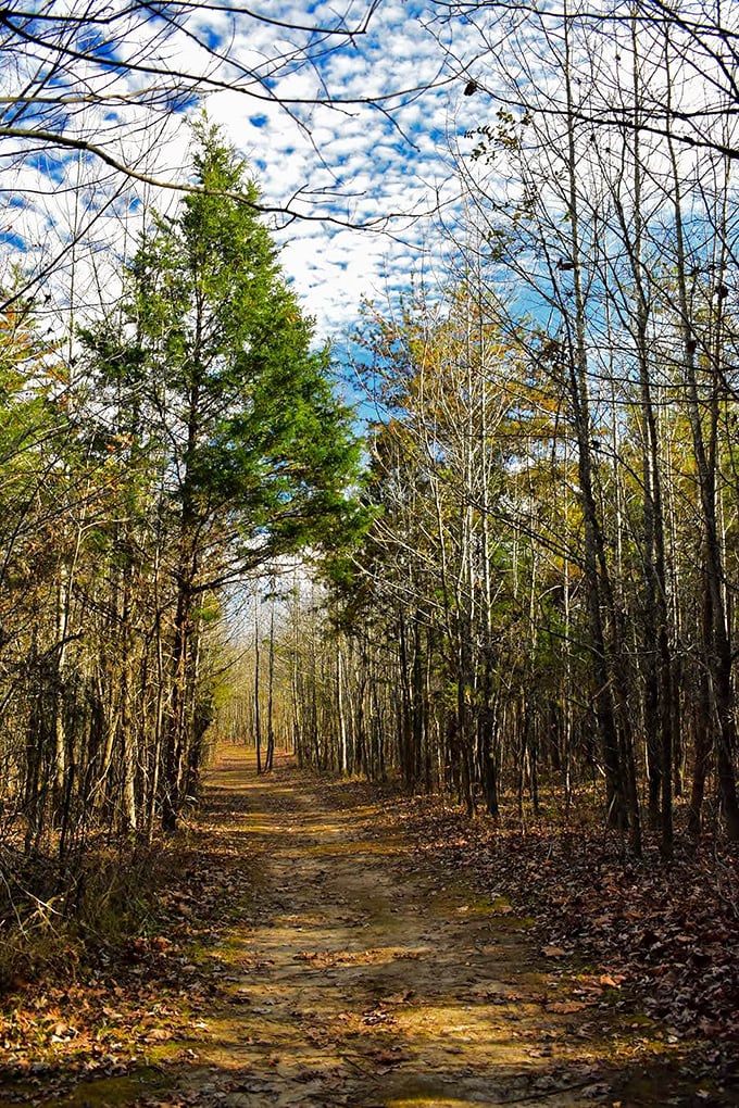 Sunlight filters through the trees on this serene forest trail, creating nature's own cathedral. The perfect path for contemplating life's big questions.