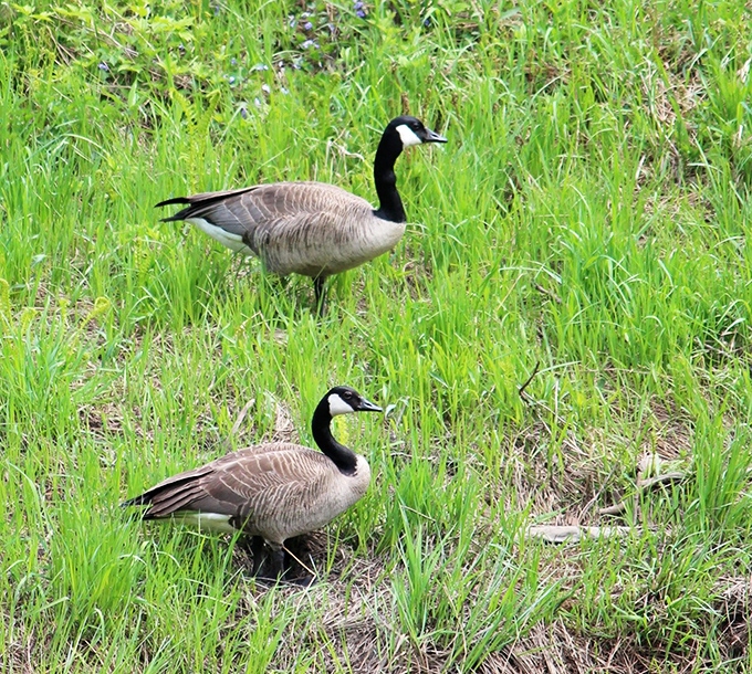 Winter transforms the park into a hushed wonderland where the only sound is your own "this is beautiful" whisper.