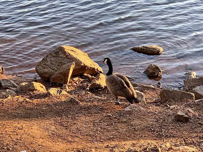 Local resident conducting shoreline inspection. These Canada geese don't pay entrance fees but contribute plenty to the park's ambiance (and occasionally, the pathways).