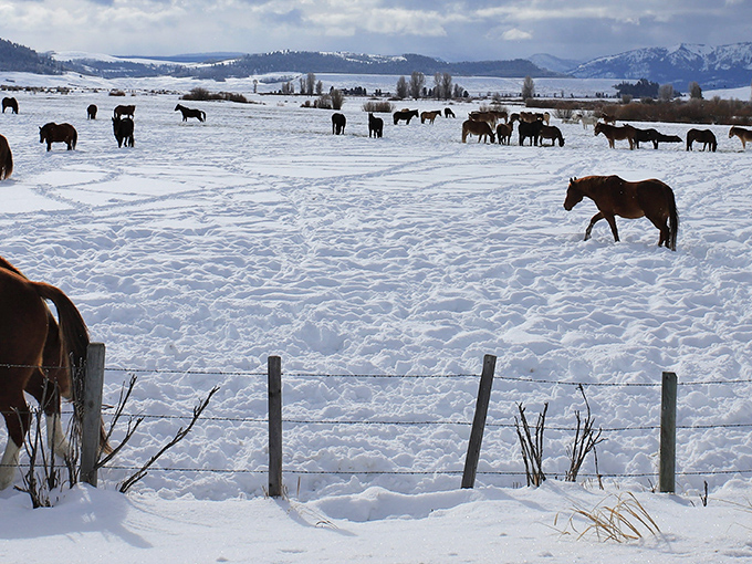Horses traverse the snowy landscape in winter, creating scenes so picturesque they belong on every Wyoming postcard ever.