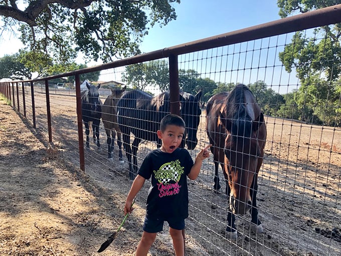 The horses are waiting to meet you, offering companionship that doesn't require WiFi passwords or small talk.