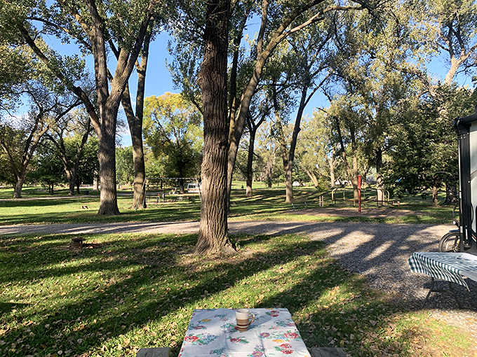 Lafayette Park's towering cottonwoods create a natural cathedral perfect for picnics and peaceful afternoons.