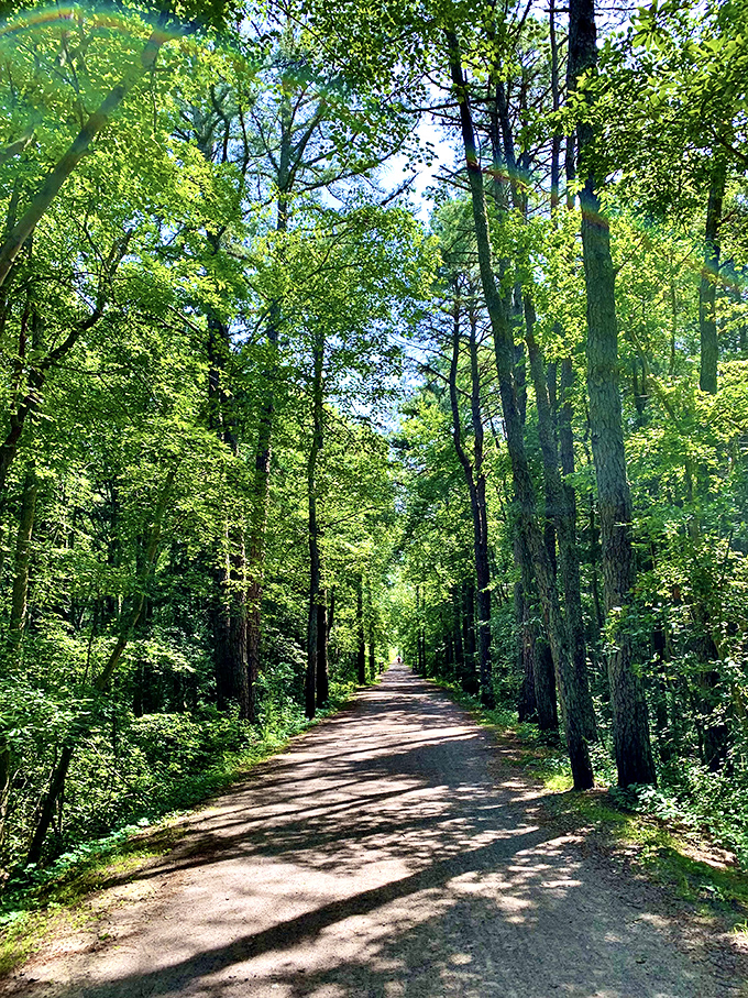 Sunlight filters through towering trees along this tranquil trail, creating nature's cathedral where the only hymns are birdsong and rustling leaves.