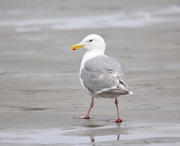 This seagull's got the best seat in the house and knows exactly where tourists drop their snacks.
