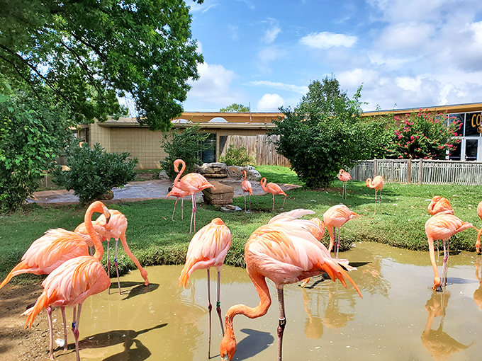 Flamingos bring a splash of tropical flair to the Tulsa Zoo, standing like living coral sculptures against the Oklahoma landscape.