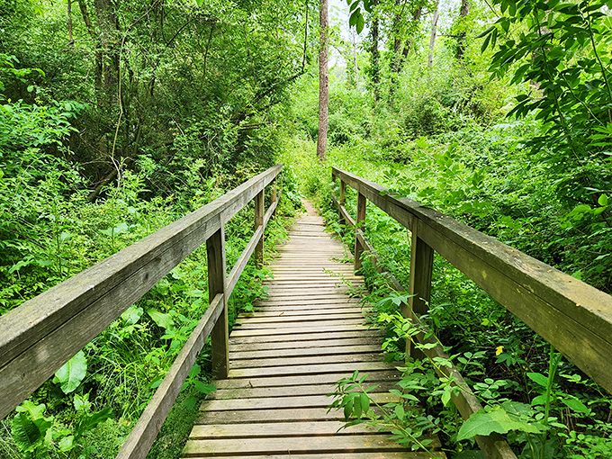 Nature's version of the yellow brick road, minus the flying monkeys but with all the magic of a forest ready to whisper its secrets.