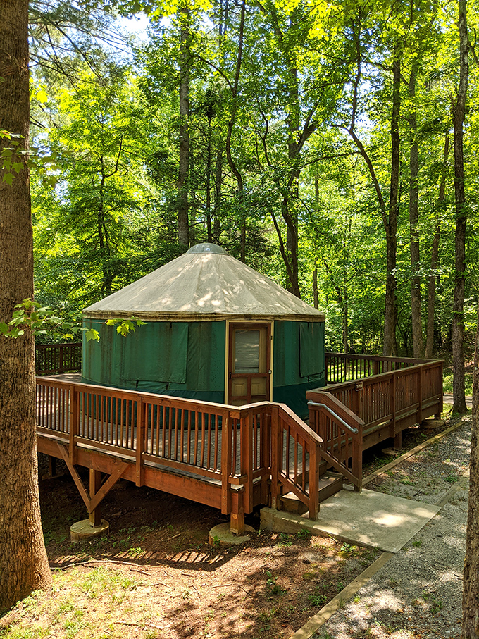 The yurt experience: when you want to tell friends you camped but secretly need that solid roof. These circular dwellings offer woodland immersion with civilization's comforts.