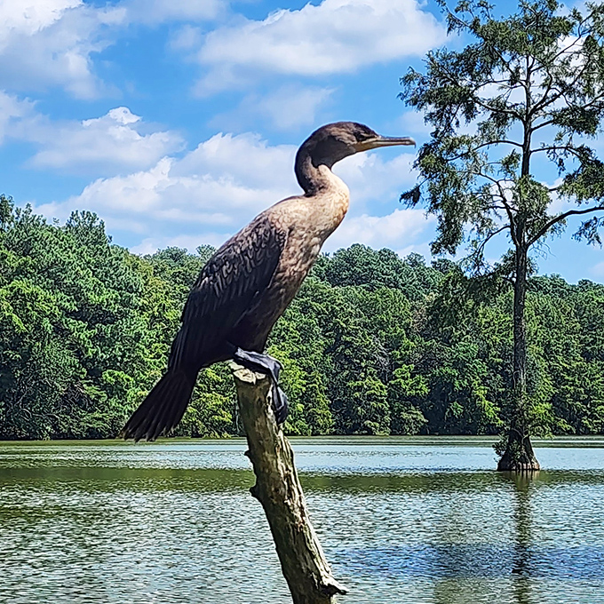 "Paint me like one of your French birds," says this cormorant, striking the perfect pose against Trap Pond's serene backdrop.