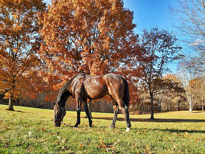 Even the horses know—autumn in Kentucky paints the landscape in colors that would make an artist weep with joy.