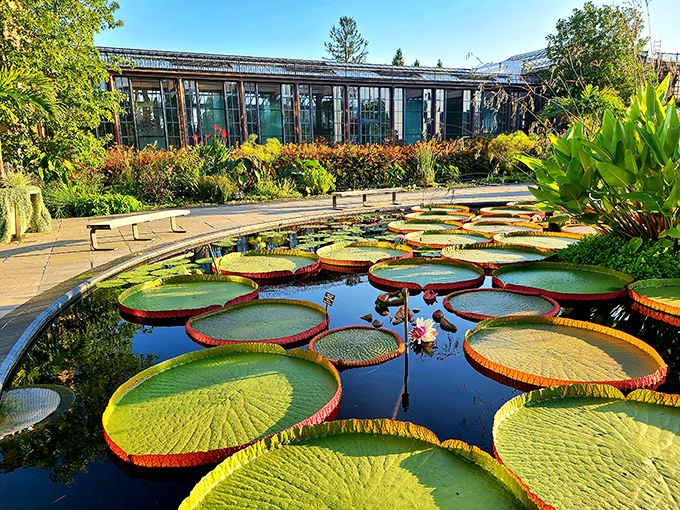 Victoria water lilies that could double as serving platters. Nature's engineering at its finest—these massive pads look strong enough to support a small child (please don't test this).