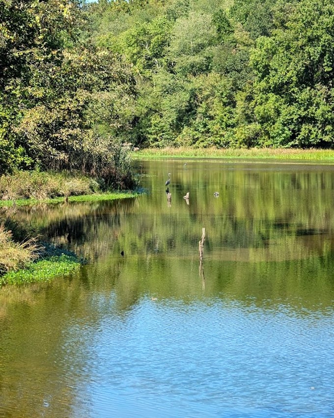 The pond's edge creates nature's infinity pool effect, where reflections double the beauty and halve your worries.