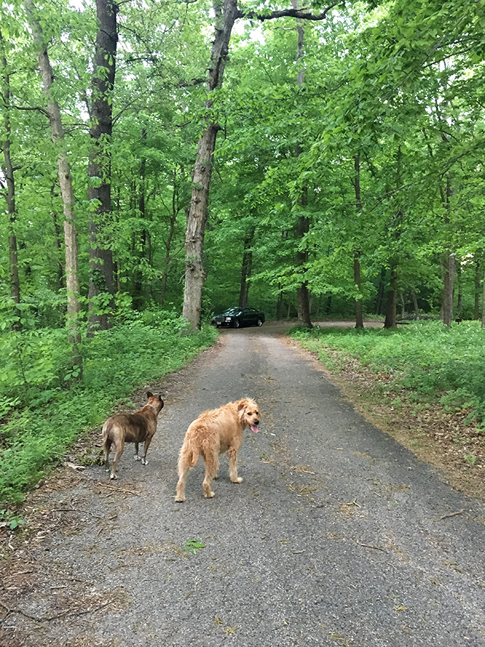 Four-legged tour guides showing humans how to properly appreciate a woodland path. Their tails say it all: five stars, would sniff again.