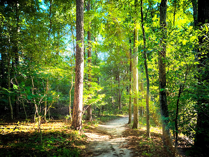 Sunlight filtering through trees creates the kind of Instagram-worthy moment that makes your followers actually jealous instead of just politely liking.