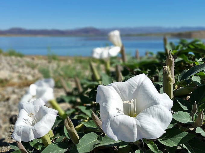 Desert blooms that defy logic&mdash;delicate white flowers that somehow thrive where your phone battery surrenders within hours.