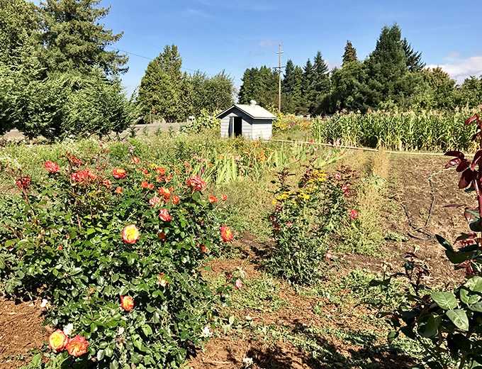 Blackberry buckets overflowing with purple jewels &ndash; summer's most delicious treasure hunt.