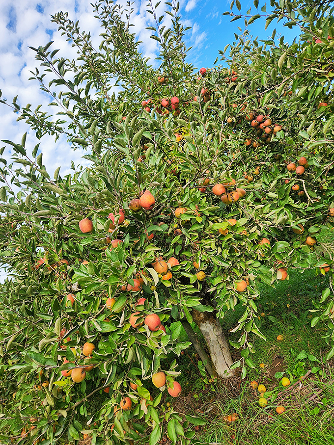 Fruit trees creating dappled shade &ndash; nature's perfect spot for a mid-picking break.