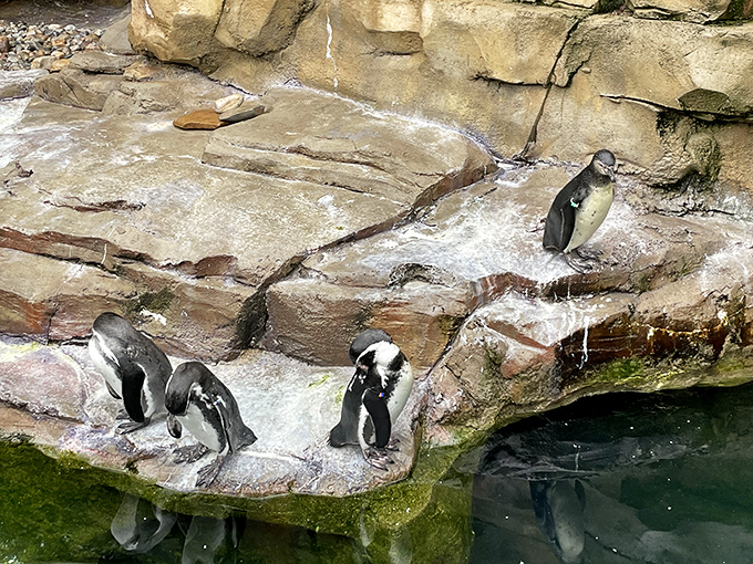 Penguins living their best life at the Akron Zoo. Proof that black-tie events can be casual affairs when you're naturally dressed for them.