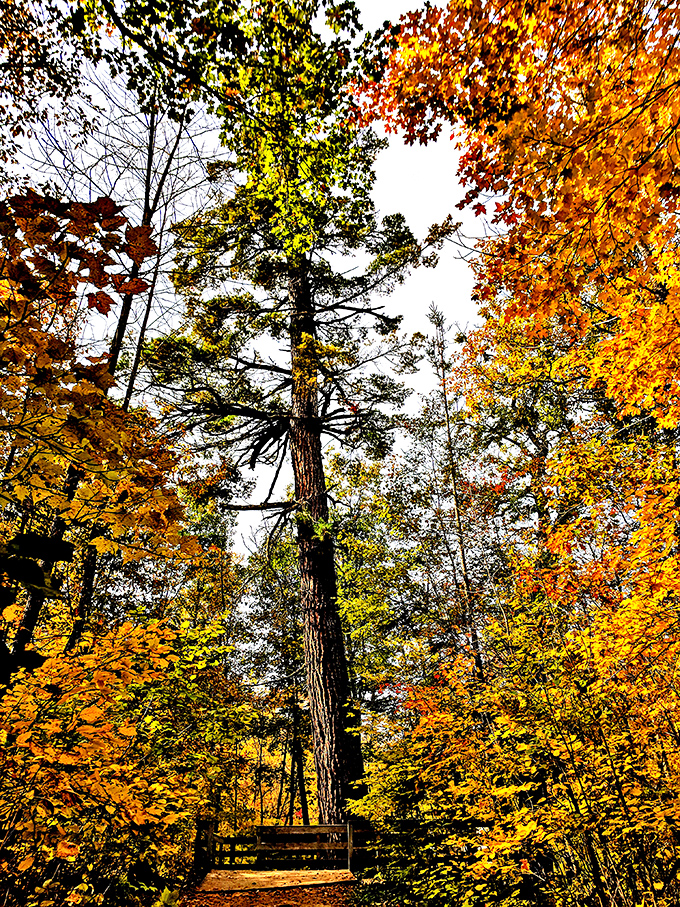 Fall in Itasca paints the forest with colors so vibrant, you'll think Mother Nature hired a Hollywood set designer for the season.