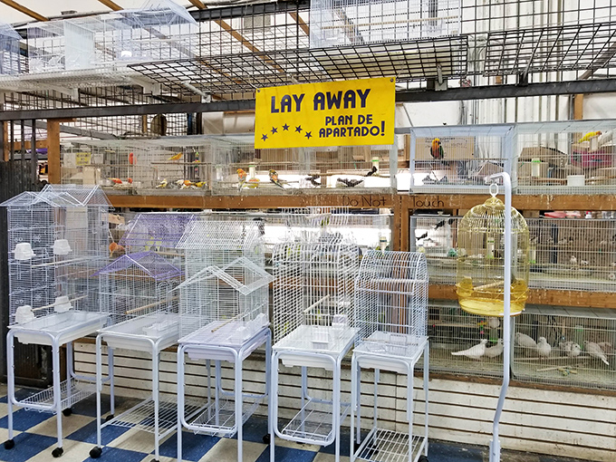 A feathered metropolis where potential pets await new homes. Bird enthusiasts flock here for companions and supplies.