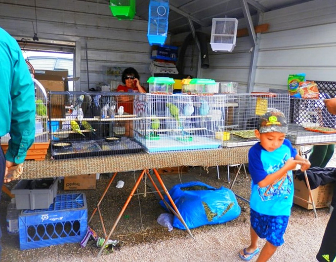 Colorful parakeets chirp their sales pitch while young visitors discover the market's unexpected feathered residents.
