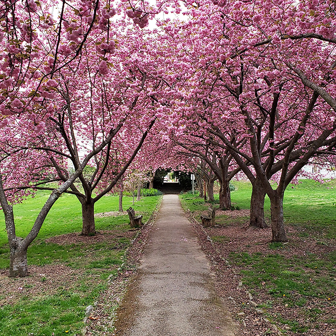Everhart Park's cherry blossom tunnel creates a moment of zen so perfect, you'll forget you're just blocks from downtown.