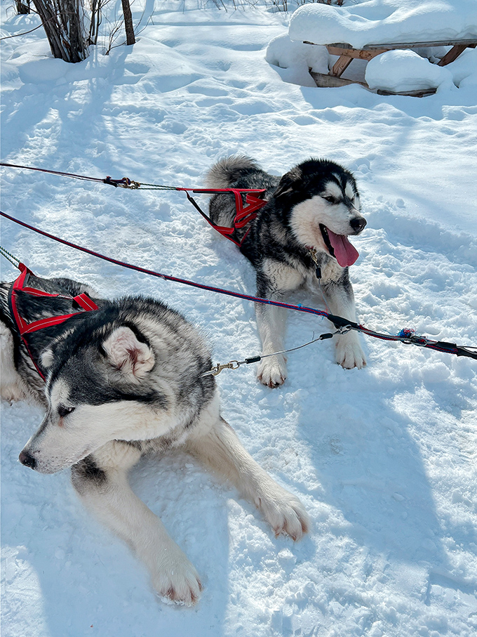 These hardworking huskies aren't just Santa's backup plan&mdash;they're Alaskan celebrities, ready to show you North Pole's winter wonderland the authentic way.
