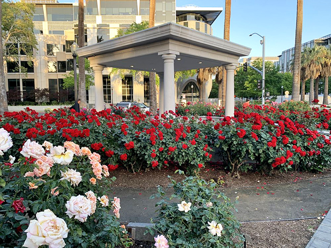 Red roses create a sea of crimson around this elegant gazebo, proving that sometimes the most spectacular theater happens in nature's own amphitheater.