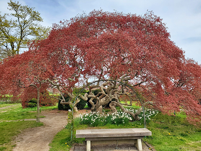This Japanese maple doesn't just change colors&mdash;it puts on a full Broadway production of "Autumn: The Spectacular" complete with bench seating.
