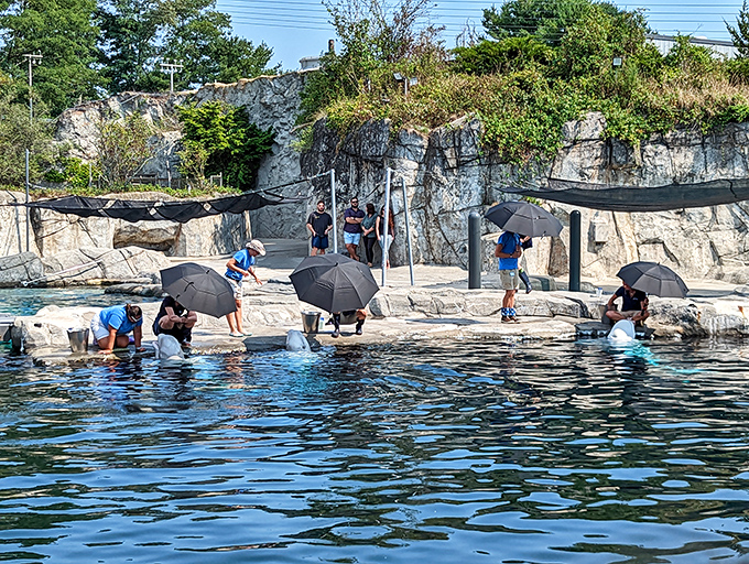 At Mystic Aquarium, beluga whales receive royal treatment from their caretakers. Those umbrellas aren't for keeping the whales dry—they're sunshades for these arctic celebrities.