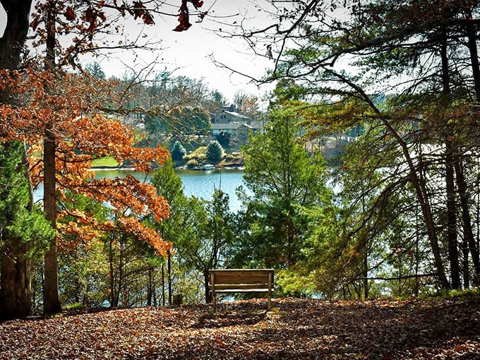 A bench with a million-dollar view overlooking Lake Malone. Nature's version of front-row seats, and no ticket required.