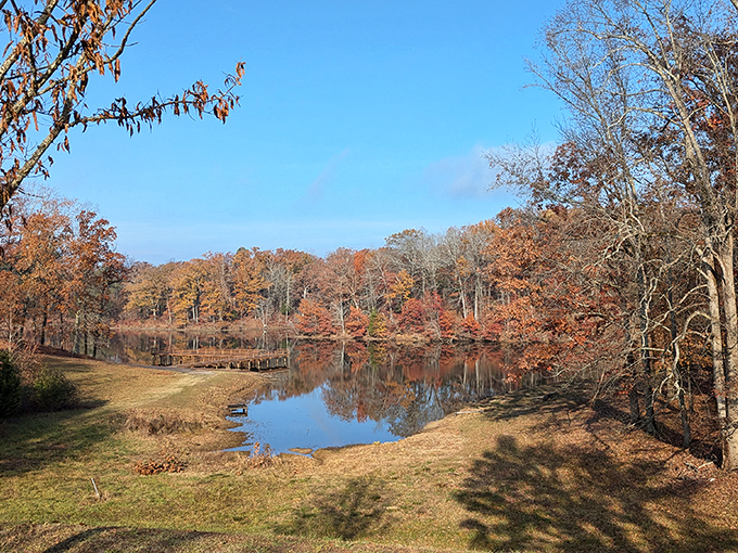 Fall's paintbrush transforms Tombigbee into a masterpiece of amber and gold, perfectly mirrored in Lake Lee's tranquil waters.