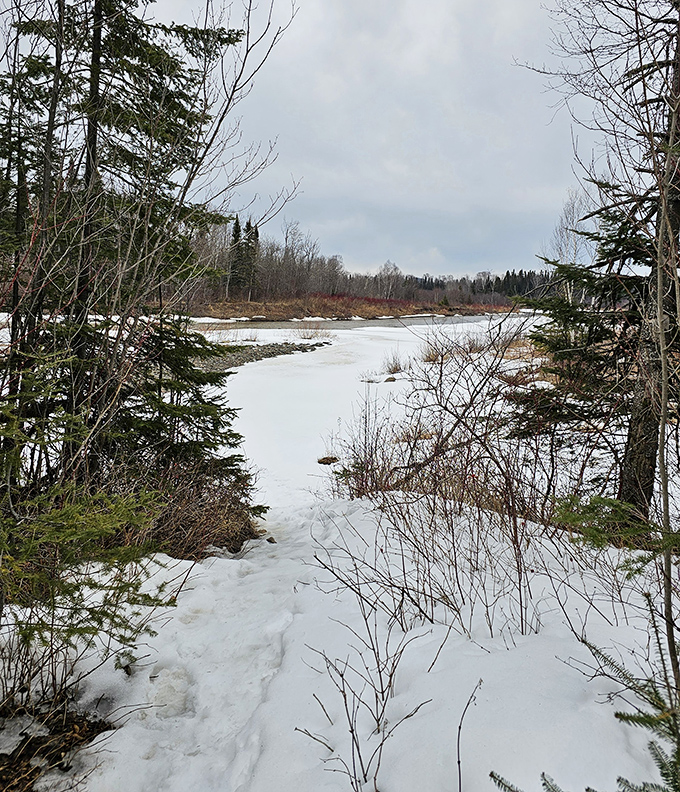 The forest trail invites you deeper into the woods, where cell service fades but life's reception improves dramatically.