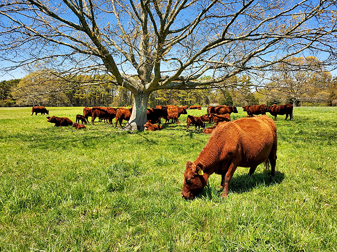 At Watson Farm, these handsome Red Devon cattle are living their best lives under an ancient tree, blissfully unaware they're starring in your vacation photos.
