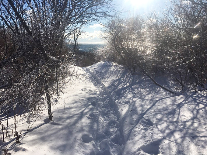 Winter transforms the park into a hushed wonderland. Snow-covered trails invite the brave to discover a serene, crystalline version of coastal Maine.