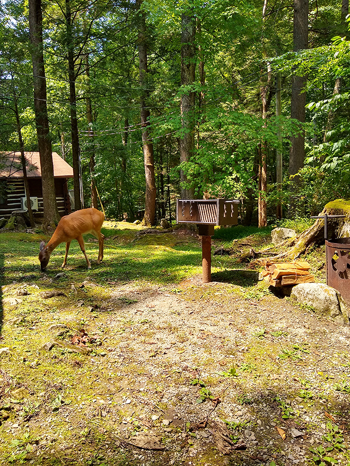 Dinner and a show, nature-style. This deer casually browses near the cabins, completely unfazed by human neighbors.