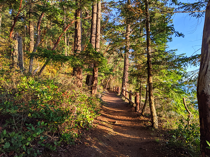 Dappled sunlight guides the way along this forest path, where every step feels like you're walking through a Pacific Northwest fairy tale.