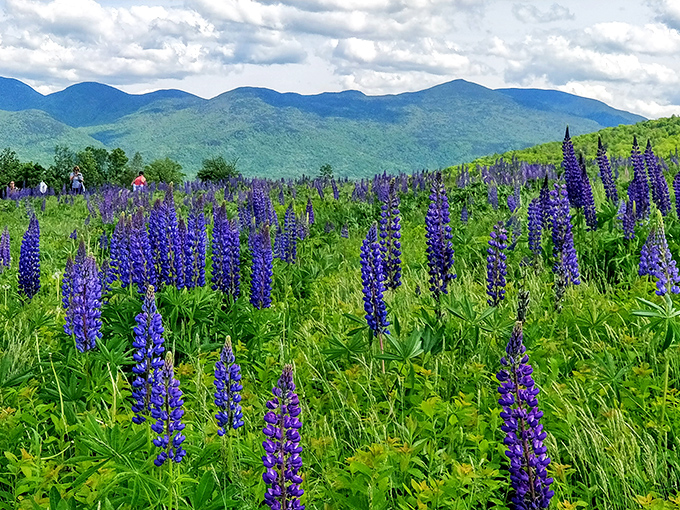 June's lupine fields transform Sugar Hill into a purple paradise that would make Prince himself nod in approval. Nature's own rock concert.