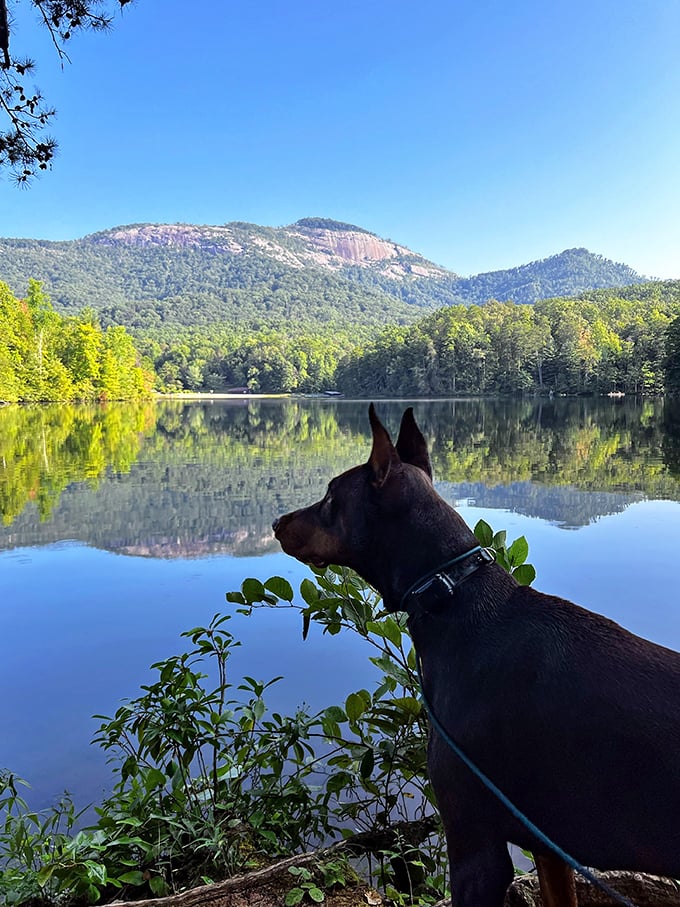 Even your four-legged friend knows a spectacular view when they see one, and this one's definitely worth a contemplative pause.