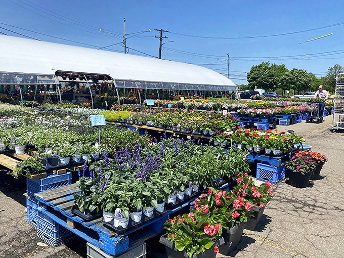 Garden dreams take root among the treasures. Michigan green thumbs know spring shopping starts here, where potential blooms in plastic pots.